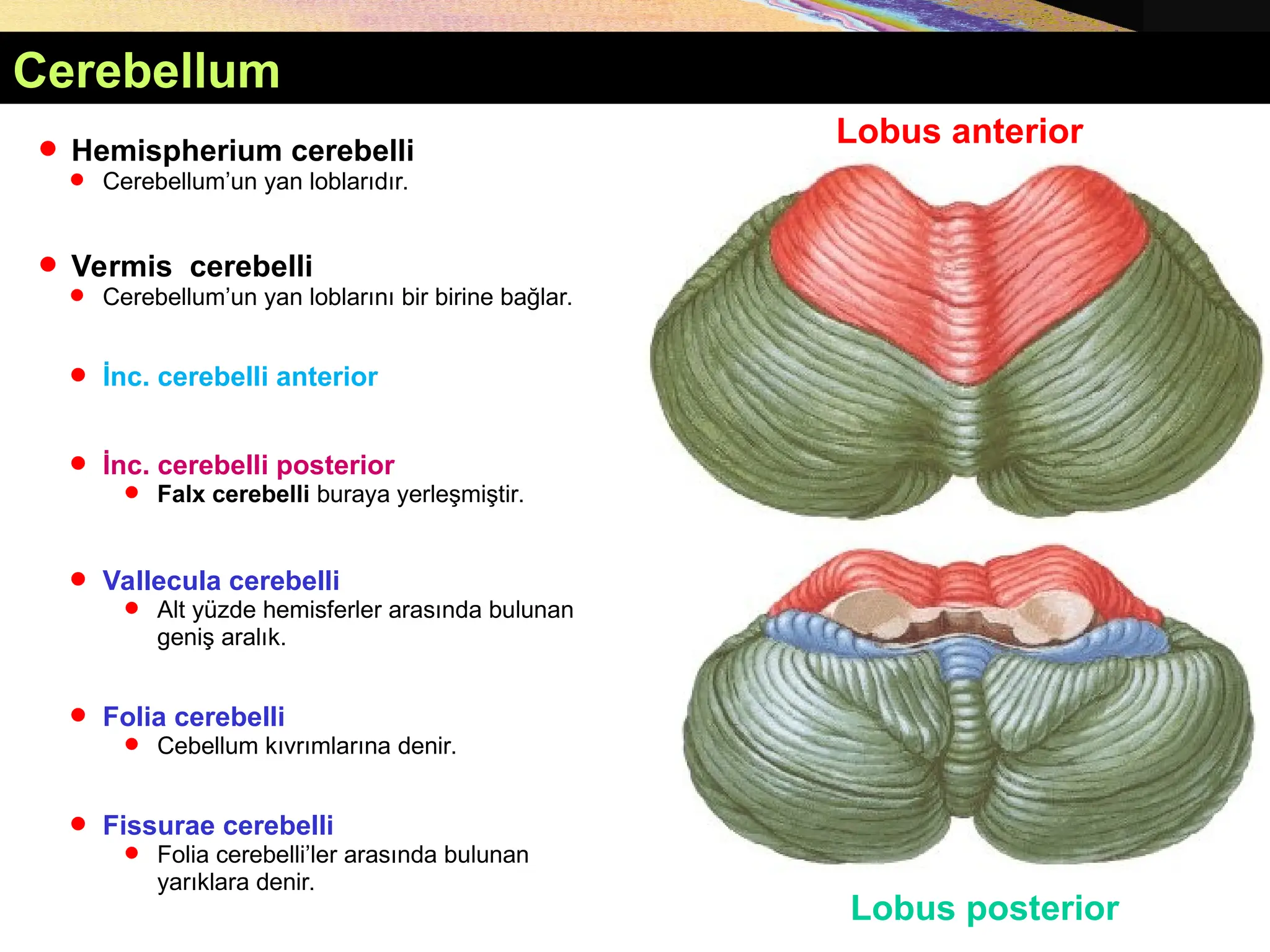 Cerebellum Anatomisi, Lobları, Vermis Cerebellum | PPT