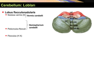 Cerebellum Anatomisi, Lobları, Vermis Cerebellum | PPT