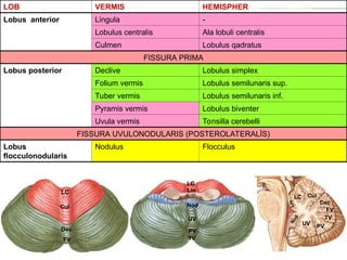 Cerebellum Anatomisi, Lobları, Vermis Cerebellum | PPT
