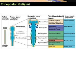 Cerebellum Anatomisi, Lobları, Vermis Cerebellum | PPT