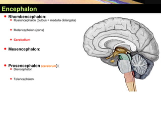 Cerebellum Anatomisi, Lobları, Vermis Cerebellum | PPT
