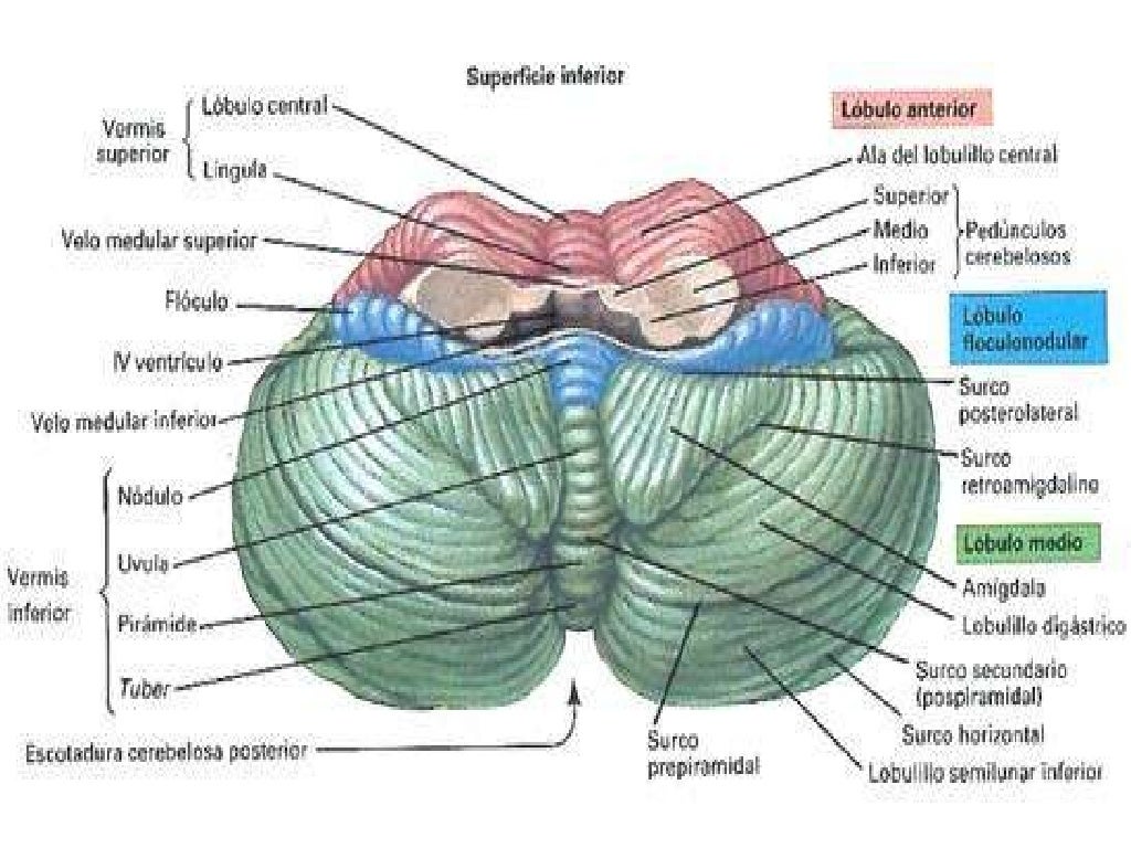 Cerebelo