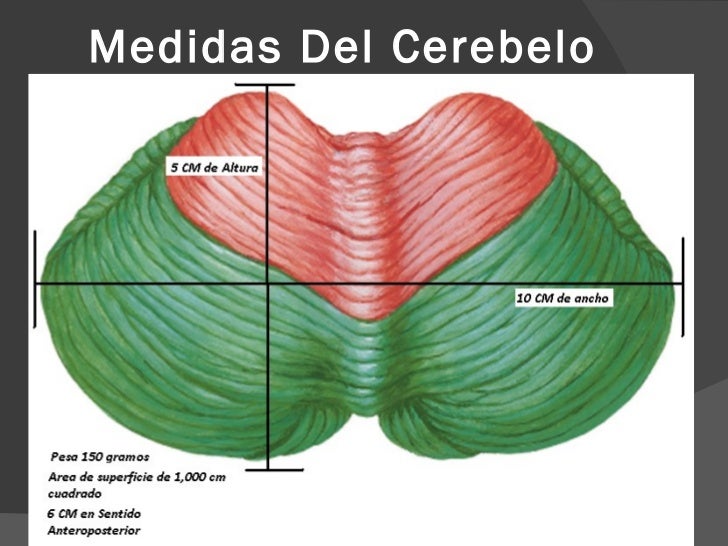 Cerebelo