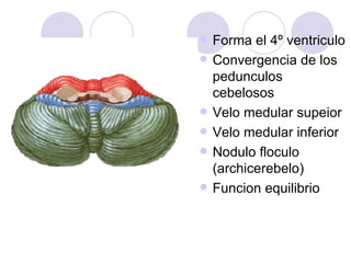 Cerebelo | PPT
