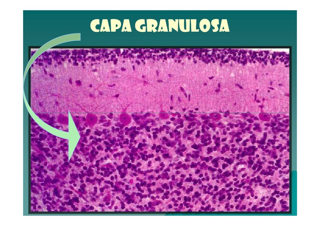 Cerebelo
