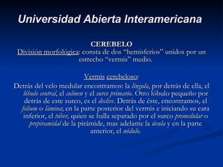 Cerebelo | PPT