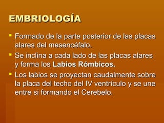 Cerebelo | PPT