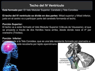 Cerebelo anatomia | PPT