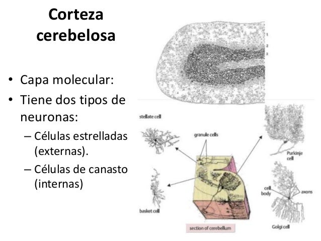 Cerebelo