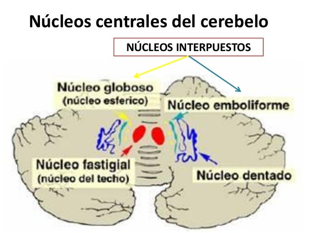 Cerebelo