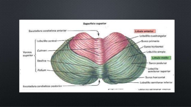 Neuroanatomía Del Cerebelo