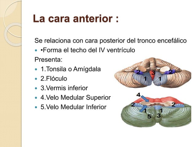 Cerebelo Neuroanatomía Fisioterapia Medicina Ppt