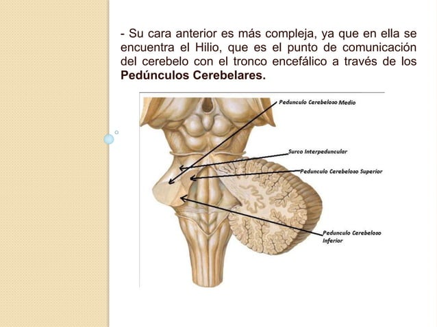 Cerebelo Neuroanatomía Fisioterapia Medicina Ppt