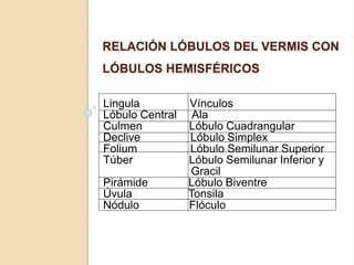 Cerebelo neuroanatomía fisioterapia medicina | PPTX