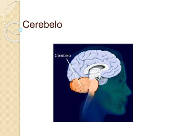 Cerebelo Neuroanatomía Fisioterapia Medicina Ppt
