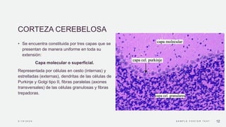 Cerebelo anatomia y fisiologia en el cuerpo humano | PPTX