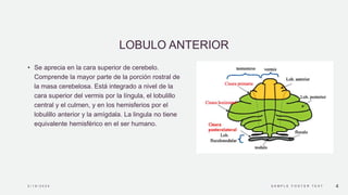 Cerebelo anatomia y fisiologia en el cuerpo humano | PPT