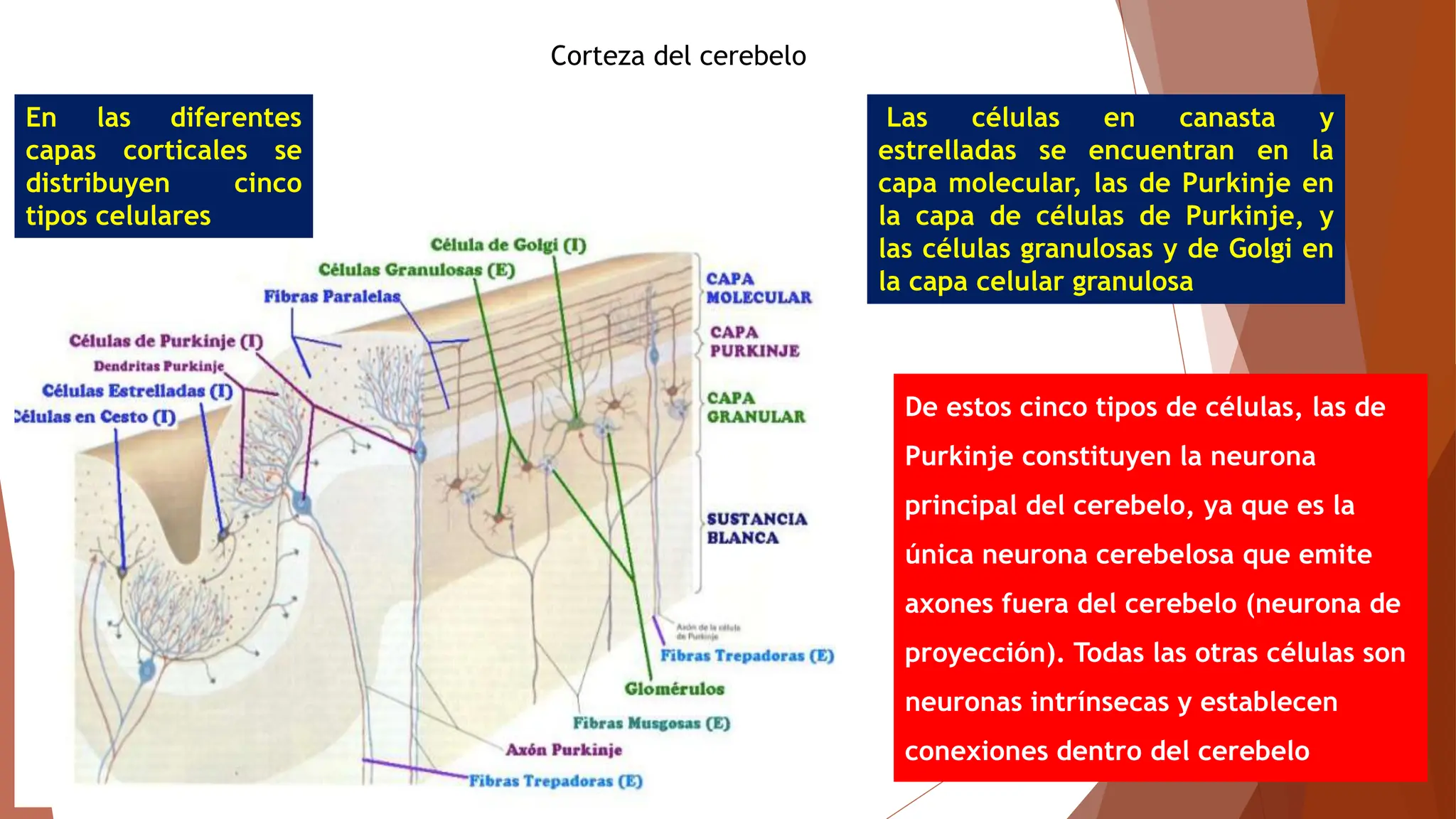 CEREBELO RECUENTO MORFOFISIOLOGICO .pptx