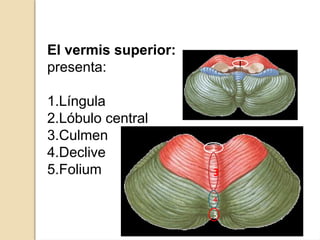 Cerebelo partes funciones importancia anatomoclinica | PPTX