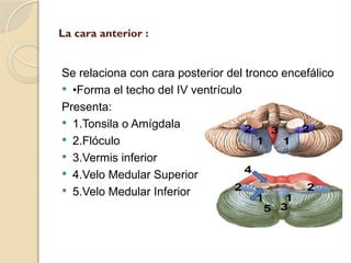 Cerebelo partes funciones importancia anatomoclinica | PPTX