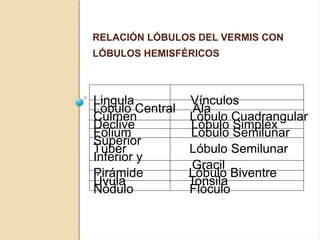 Cerebelo partes funciones importancia anatomoclinica | PPTX