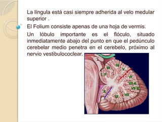 Cerebelo partes funciones importancia anatomoclinica | PPTX