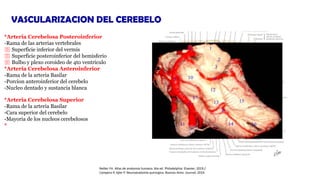 neuroanatomia y configuracion del cerebelo. | PPTX