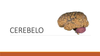 Cerebelo | PPTX
