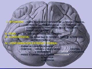SNC - Cerebelo - LCR | PPT