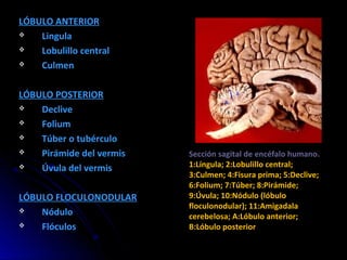 SNC - Cerebelo - LCR | PPT