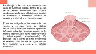 cerebelo, encéfalo y teleencefalo anatomia | PPTX