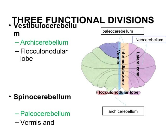 doctorCerebelum applied