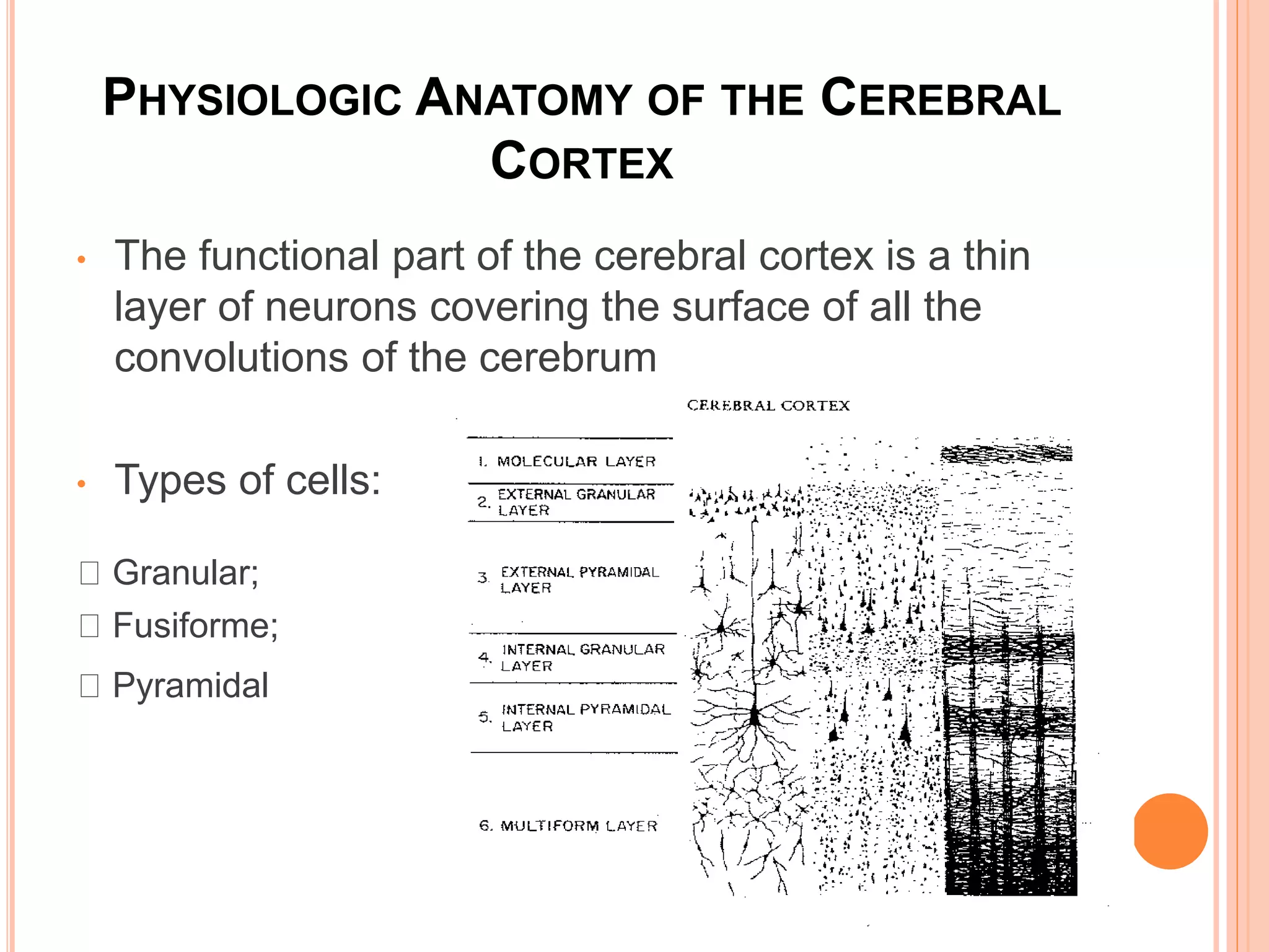 Cerebral cortex - physiology | PPTX