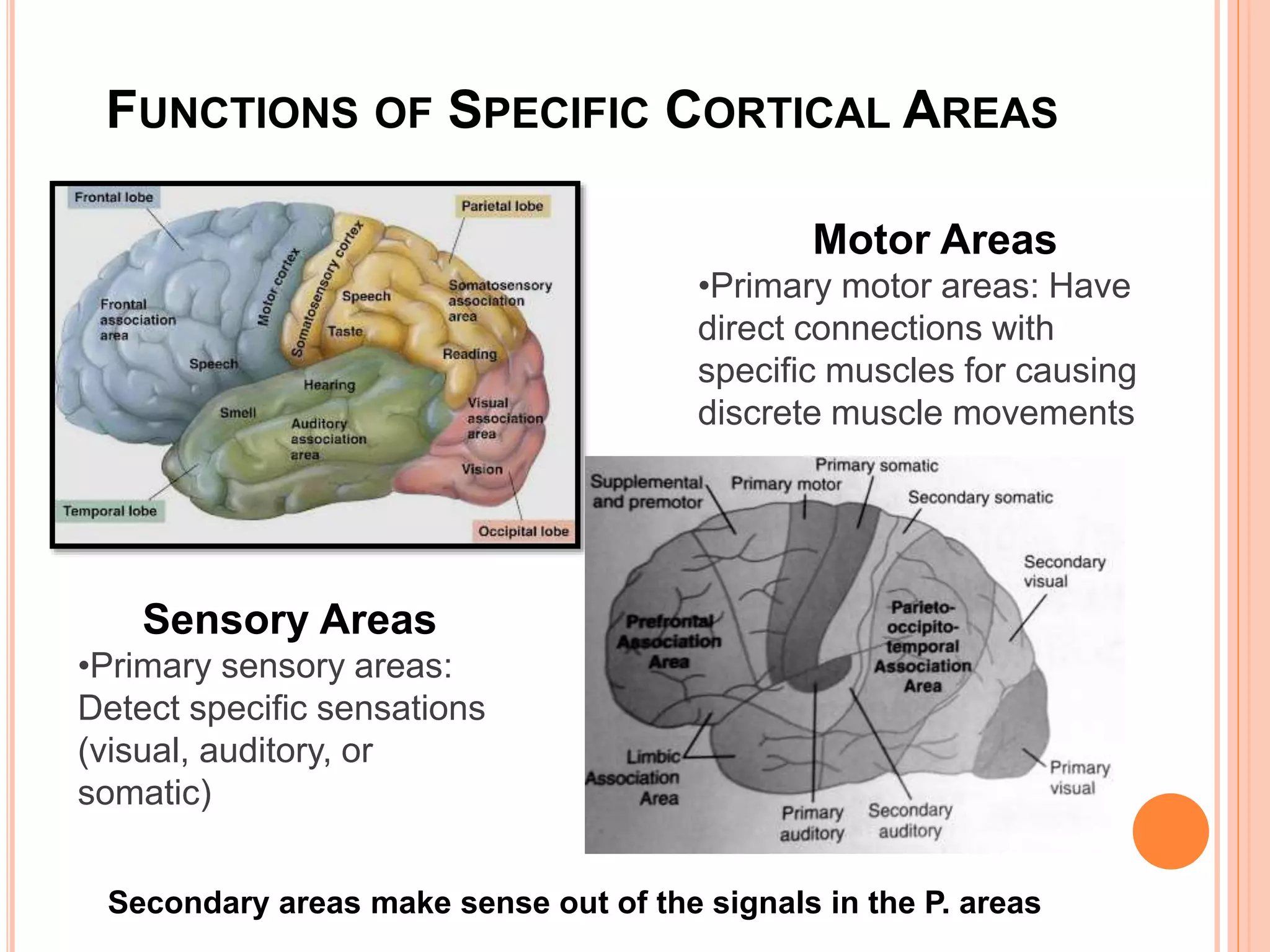 Cerebral cortex - physiology | PPTX