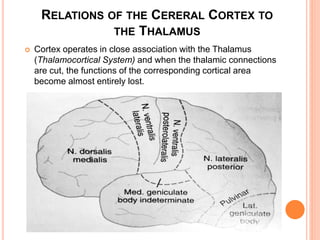 Cerebral cortex - physiology | PPTX