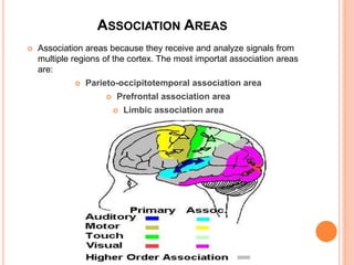Cerebral cortex - physiology | PPTX