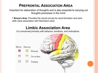Cerebral cortex - physiology | PPTX