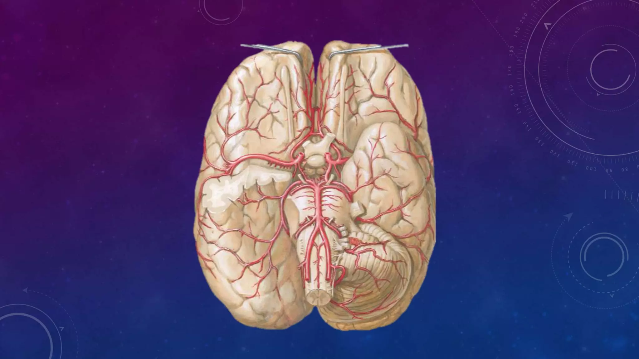 Cerebral arterial circle | PPT