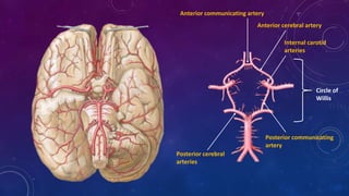 Cerebral arterial circle | PPT