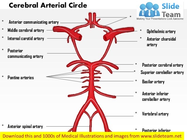 Cerebral arterial circle – circle of willis medical images for power