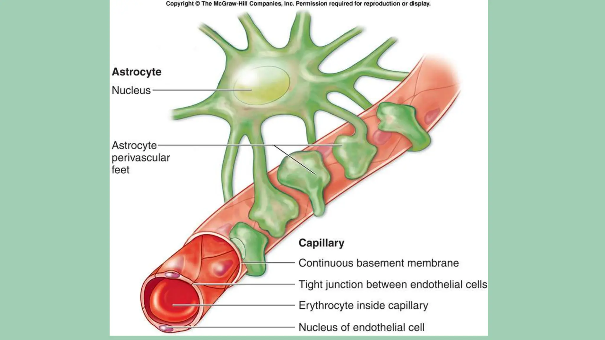 Cerebral blood flow anatomy & physio.pptx