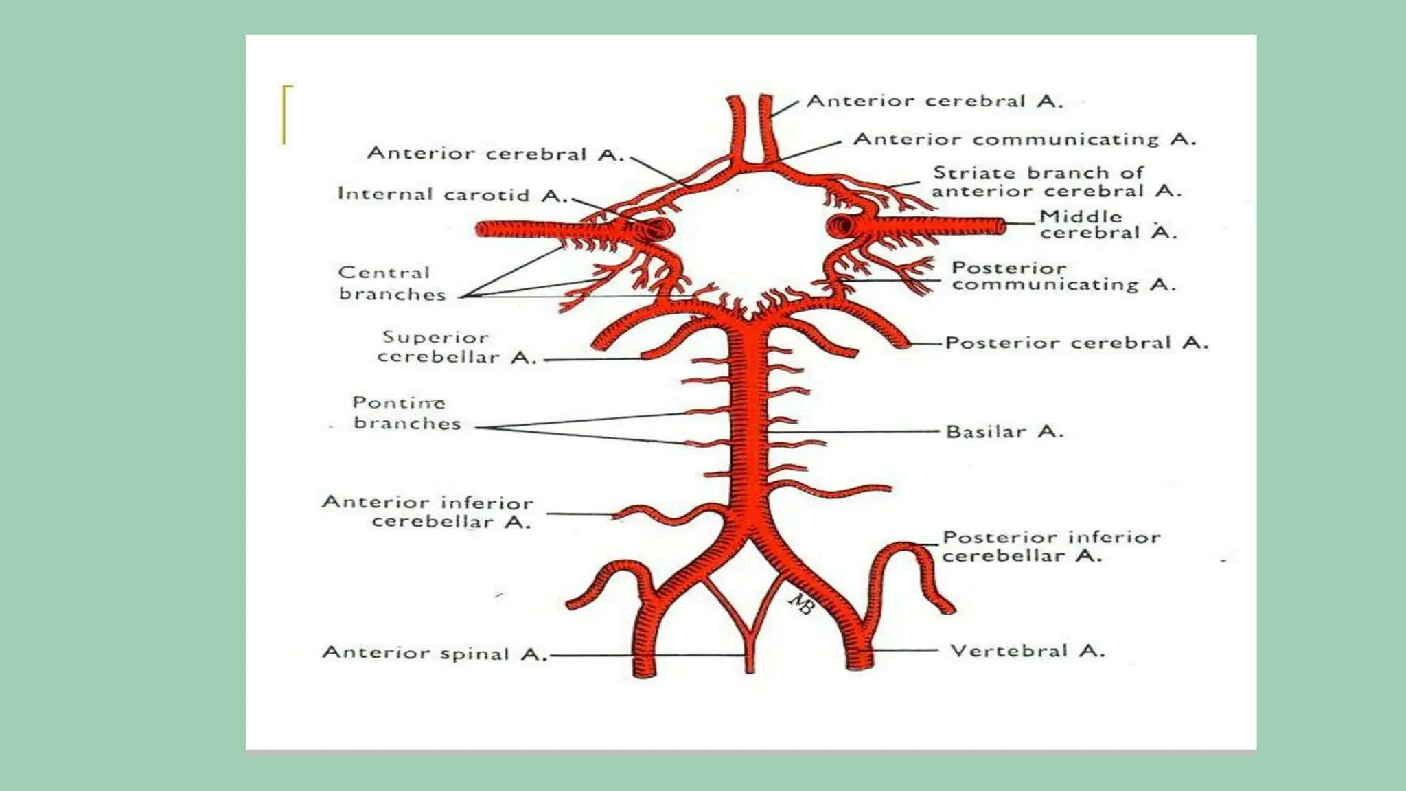 Cerebral blood flow anatomy & physio.pptx