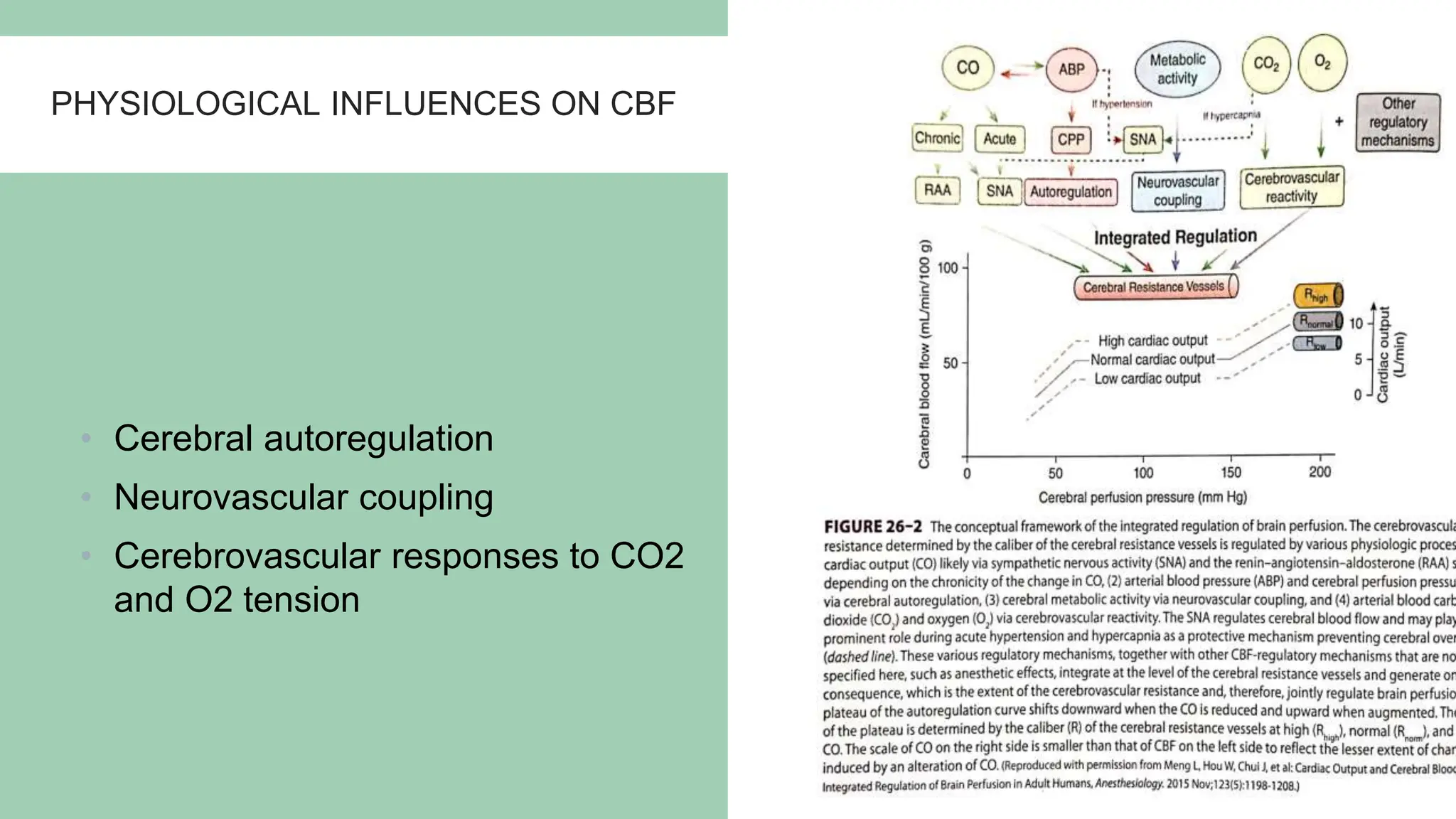 Cerebral blood flow anatomy & physio.pptx