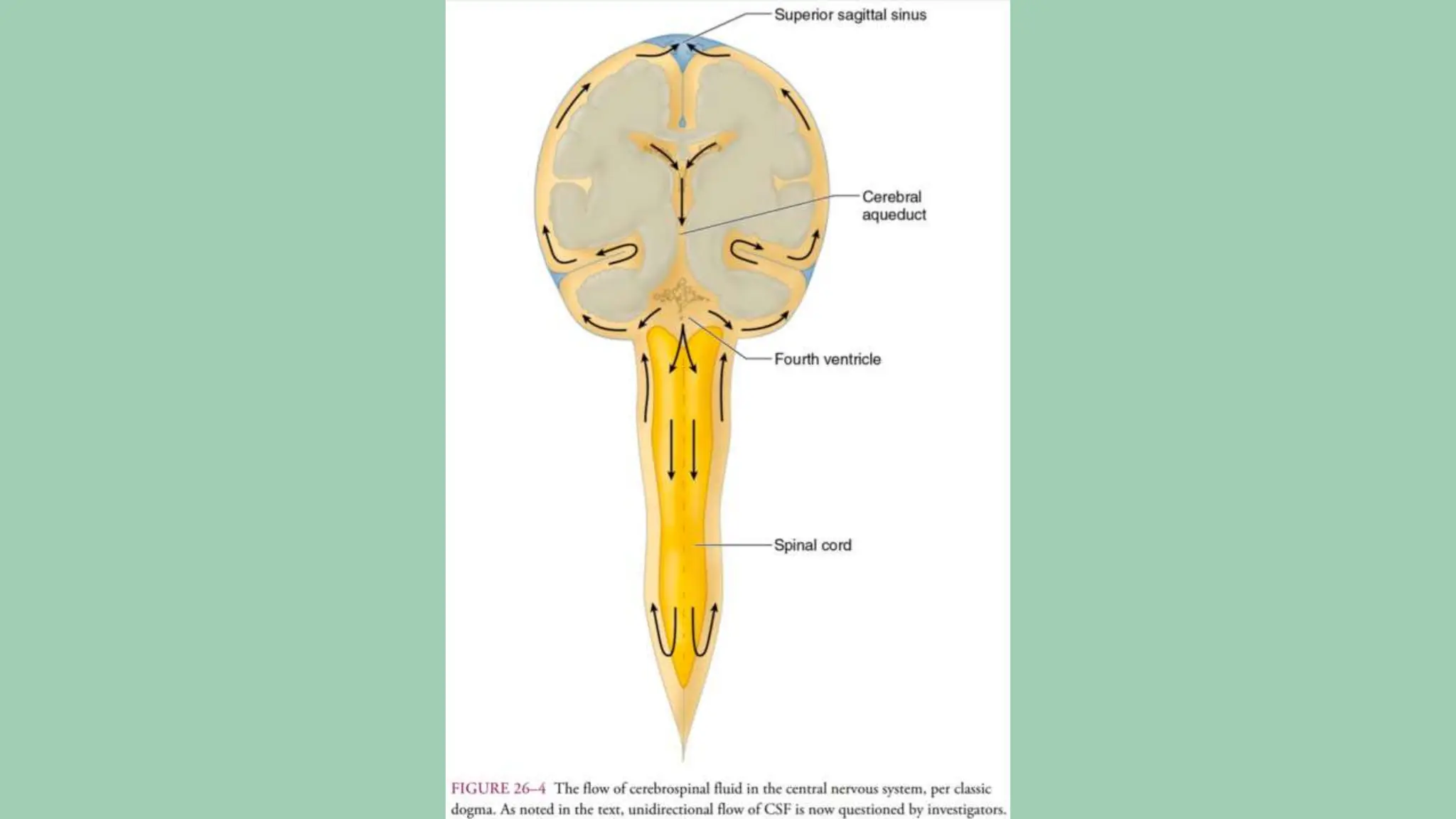 Cerebral blood flow anatomy & physio.pptx