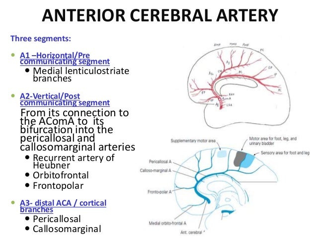 Cerebral blood flow -Varun