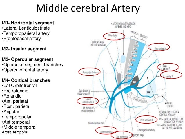 Cerebral blood flow -Varun