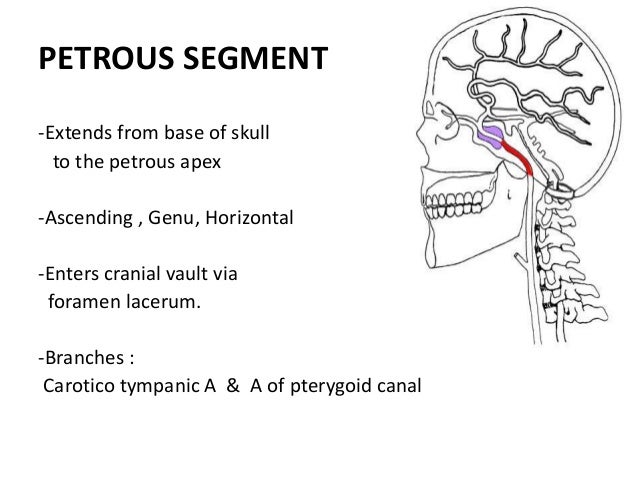 Cerebral blood flow -Varun