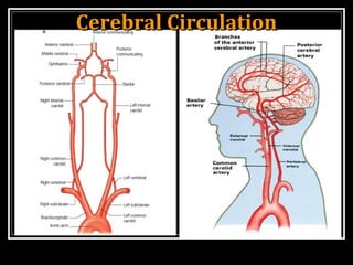 Cerebral circulation | PPT