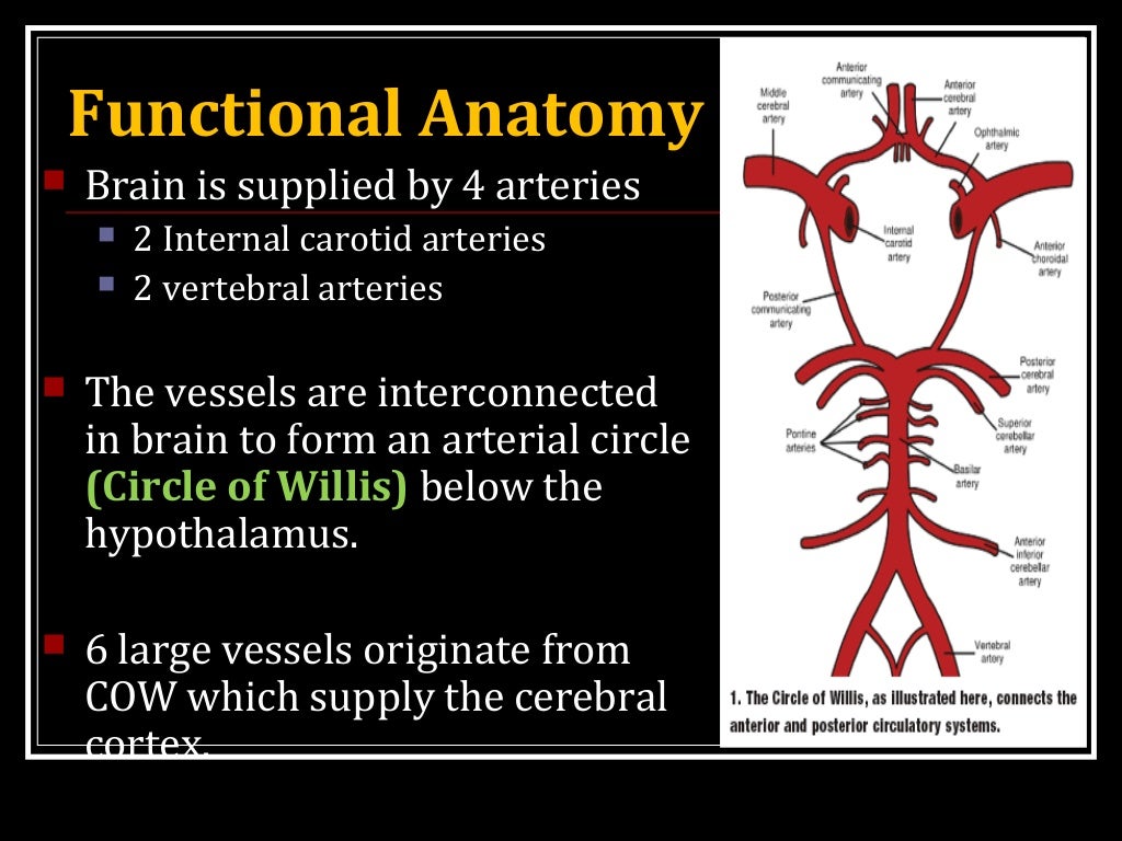 Cerebral circulation