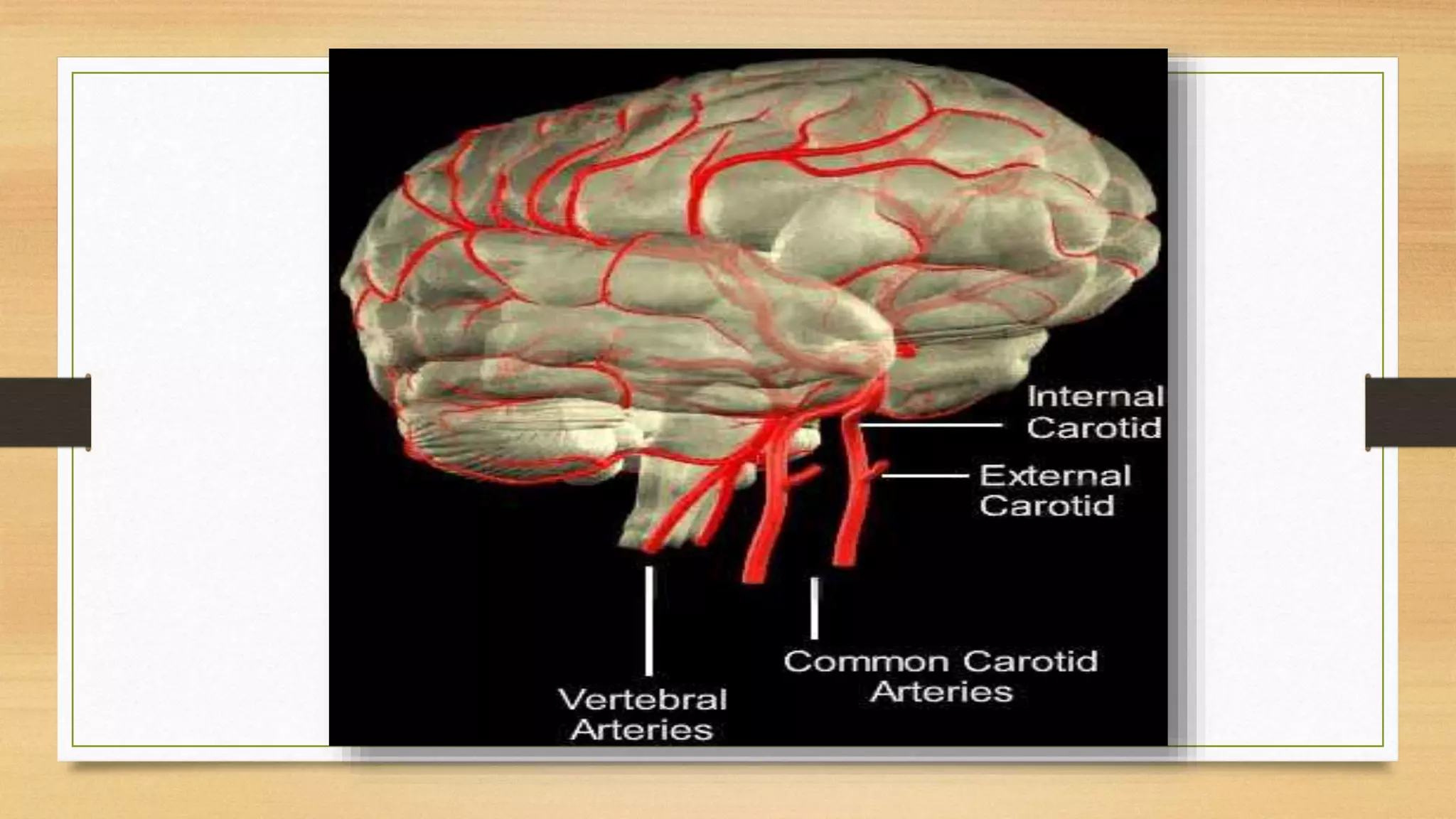 Cerebral circulation | PPTX